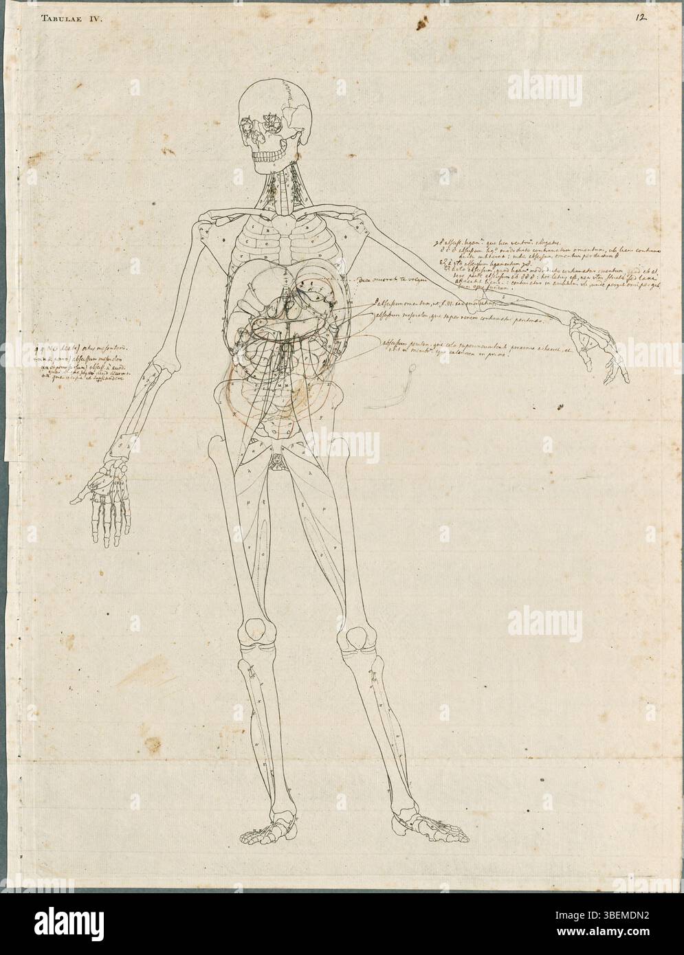 A detailed anatomical etching by Jan Wandelaar, this artwork shows the ...