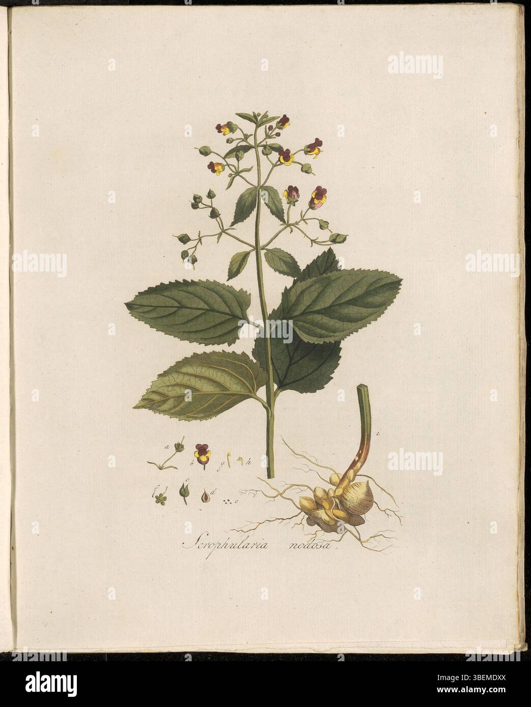 Scrophularia nodosa, or figwort, is featured in this botanical ...