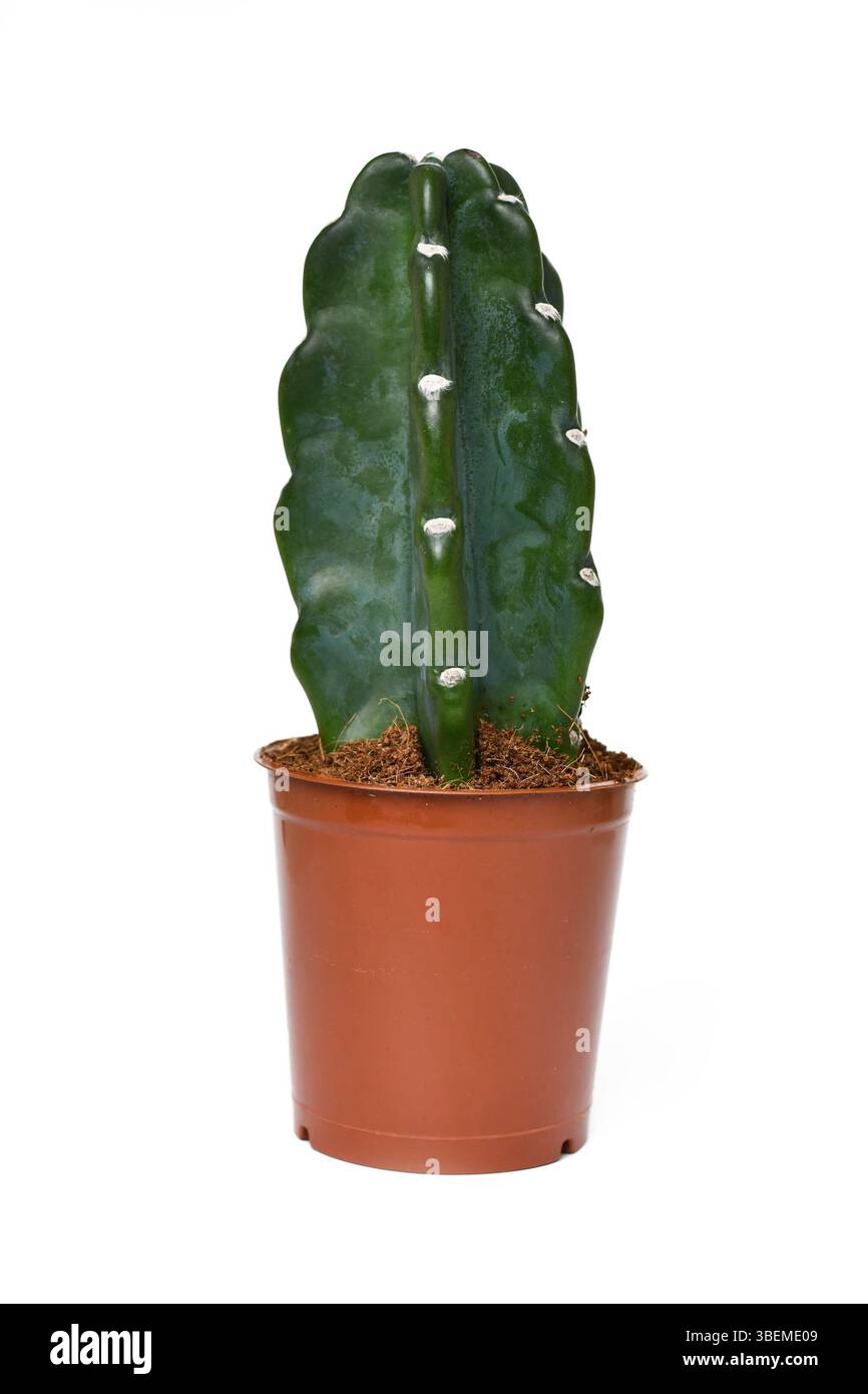 Potted Cereus Jamacaru 'Cuddly Cactus' cactus houseplant without spikes ...