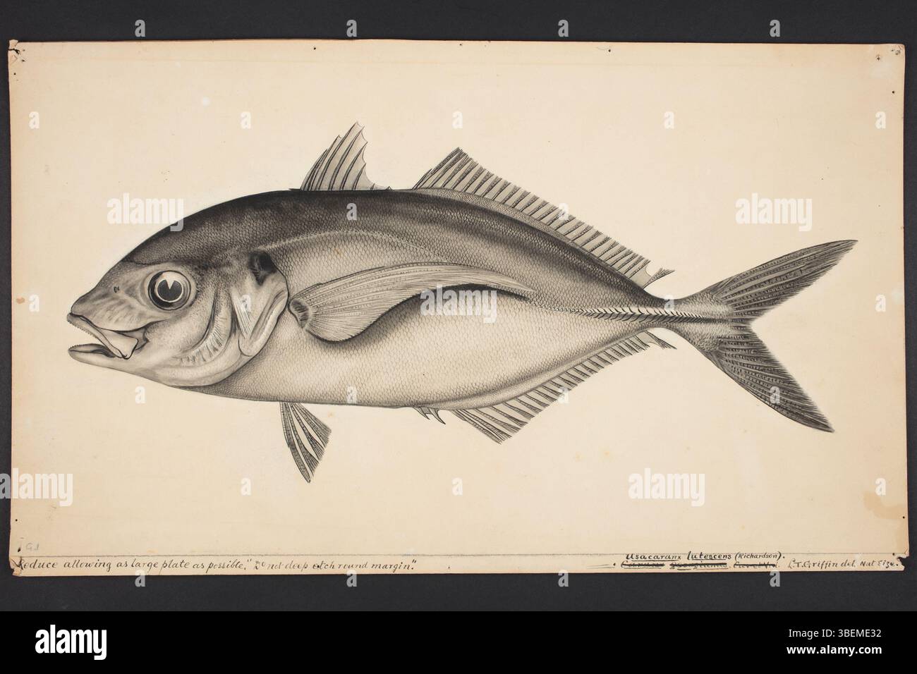 Usacaranx lutescens hi-res stock photography and images - Alamy