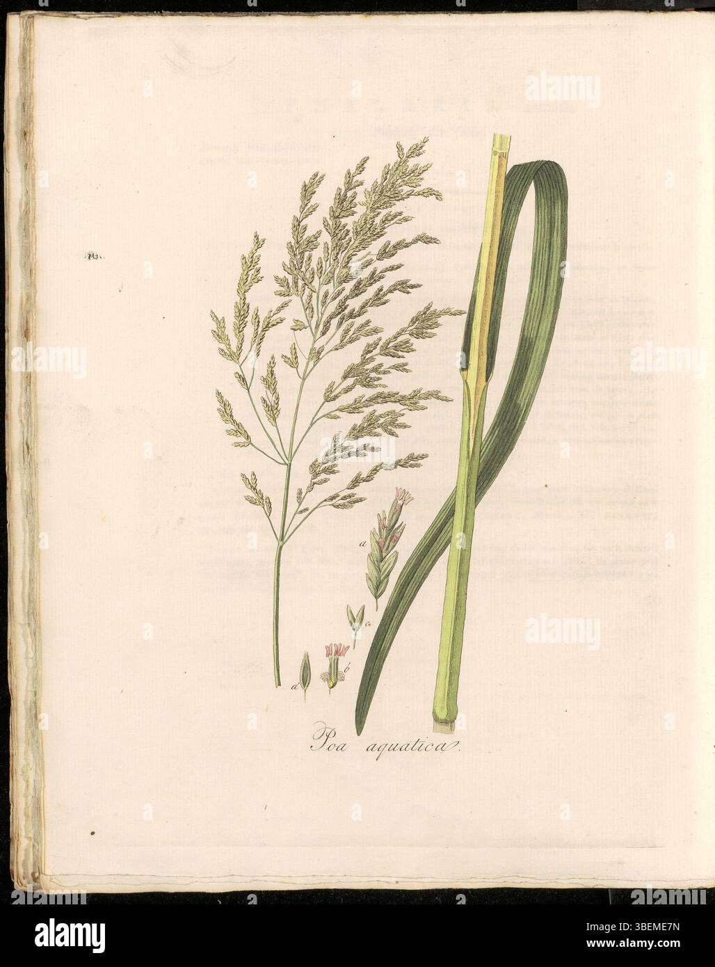 Illustration of Glyceria maxima, formerly Poa aquatica, from Plate 0261 ...