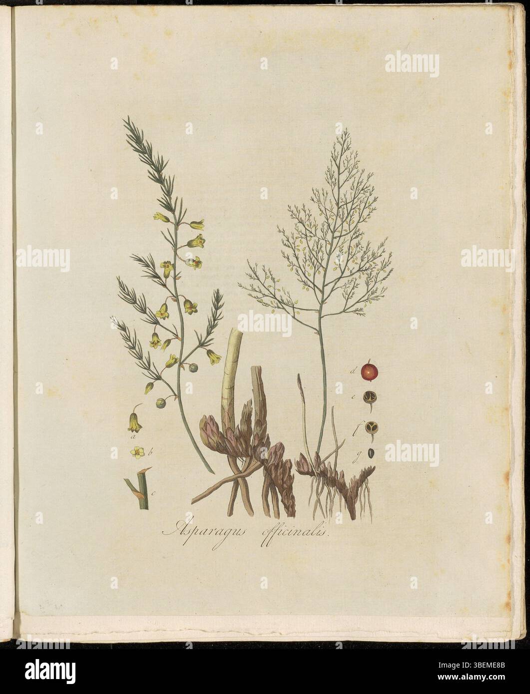 This illustration from Flora Batava shows Asparagus officinalis ...