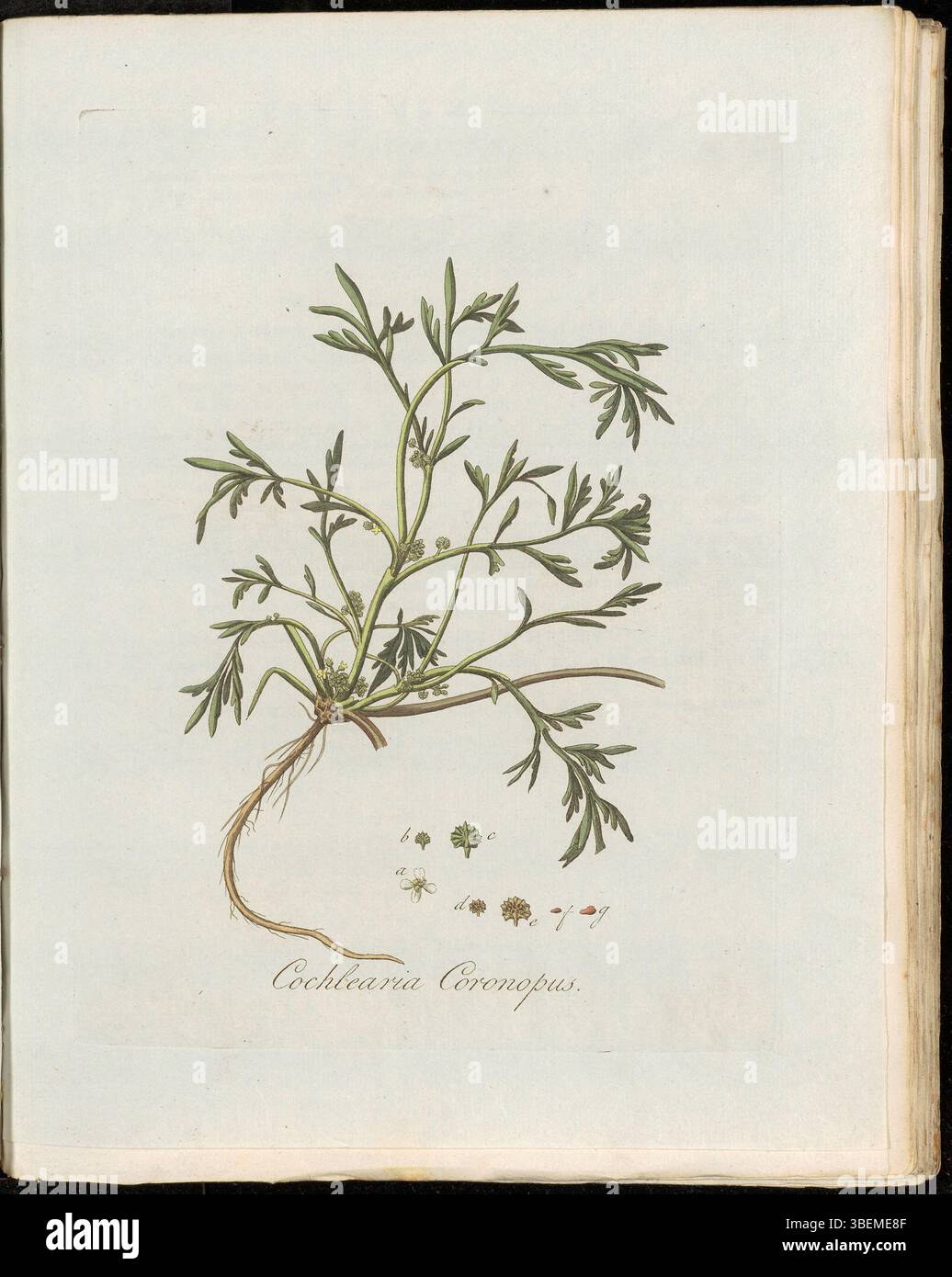 'Cochlearia coronopus', now known as 'Lepidium coronopus', is ...