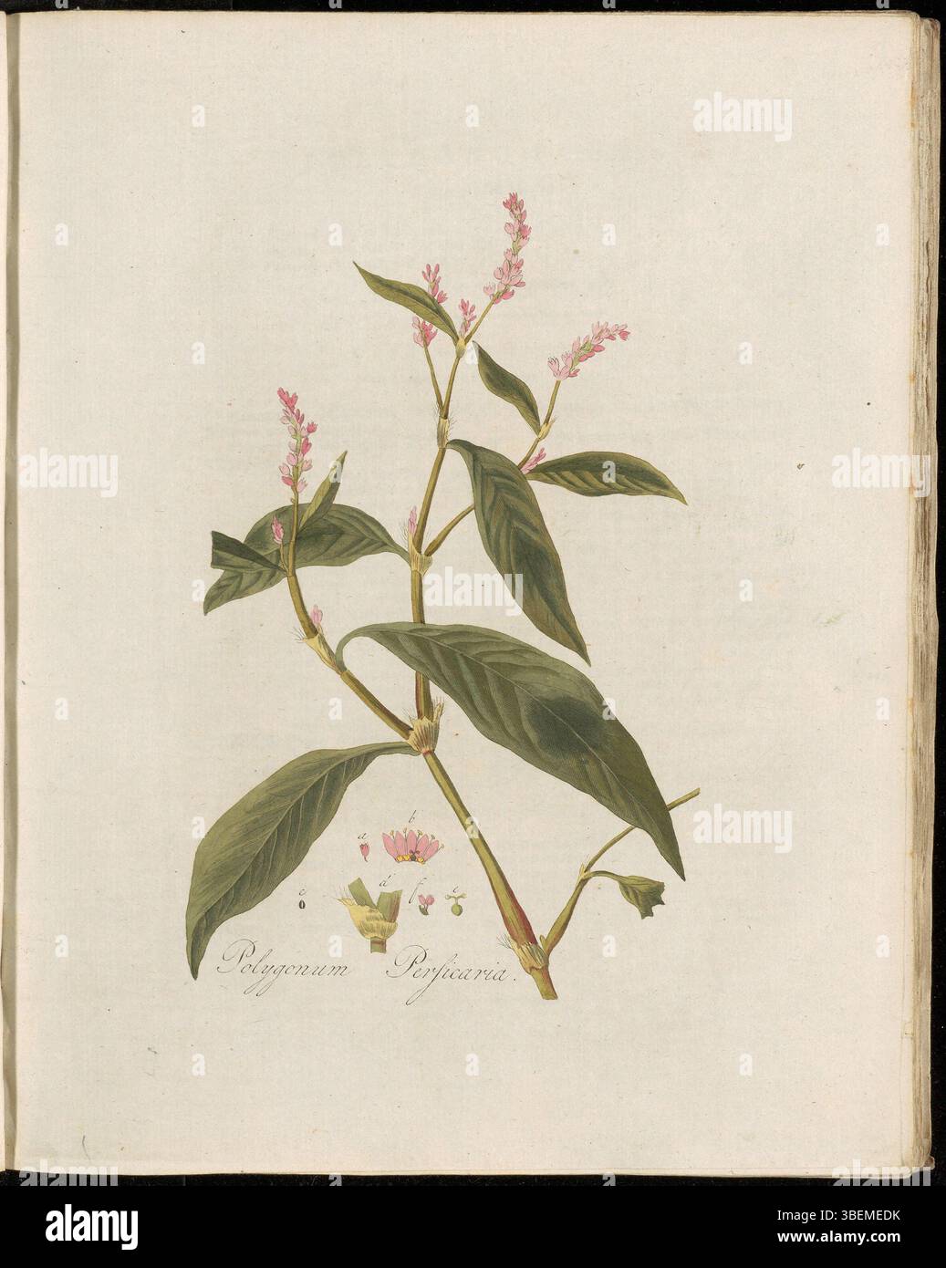 Perzikkruid hi-res stock photography and images - Alamy