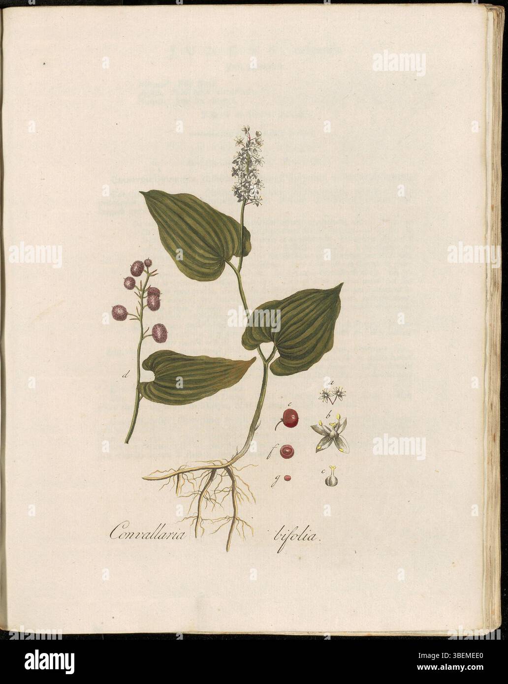 This botanical print from Flora Batava, Plate 0164, depicts Convallaria ...