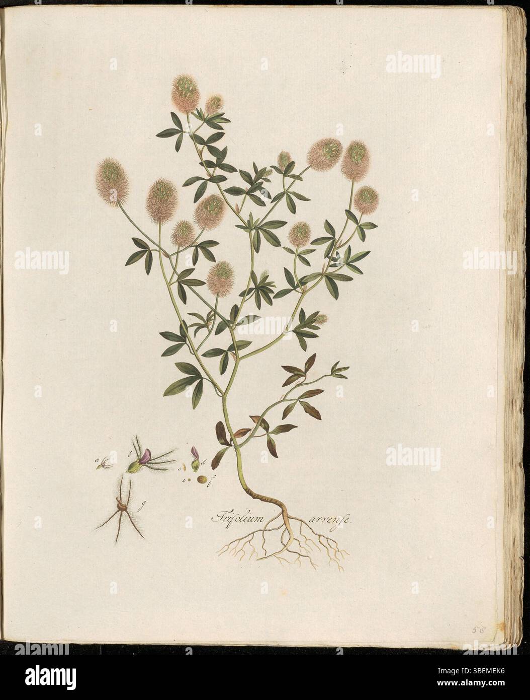 Trifolium arvense, also known as Hazen-Klaver in Dutch, is depicted in ...