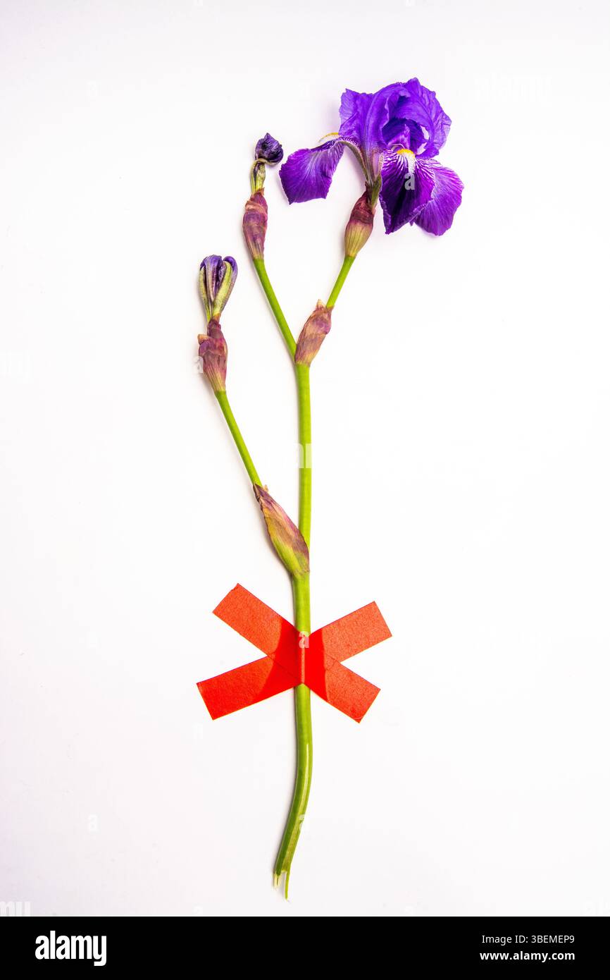 A striking purple iris stands upright, accented by a bright red ribbon ...