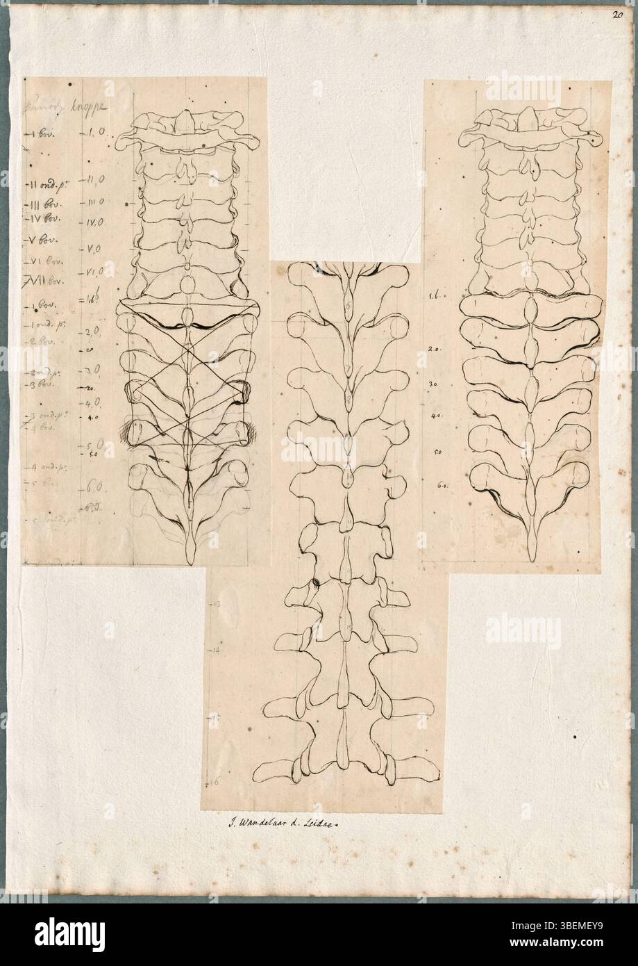Anatomical drawing from the 18th century depicting lumbar vertebrae of ...