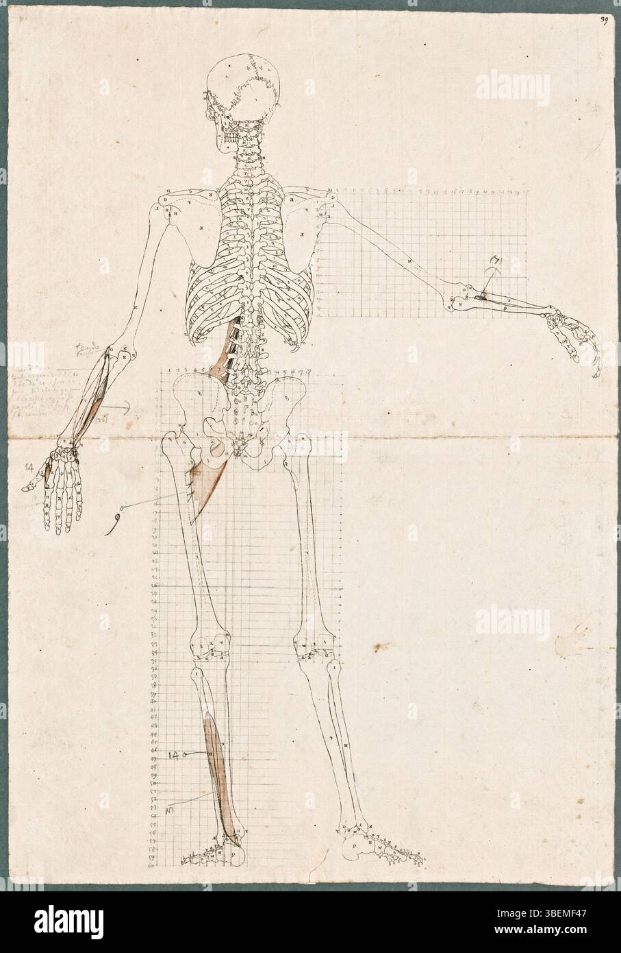Preparatory anatomical drawing showing the human skeleton with ...