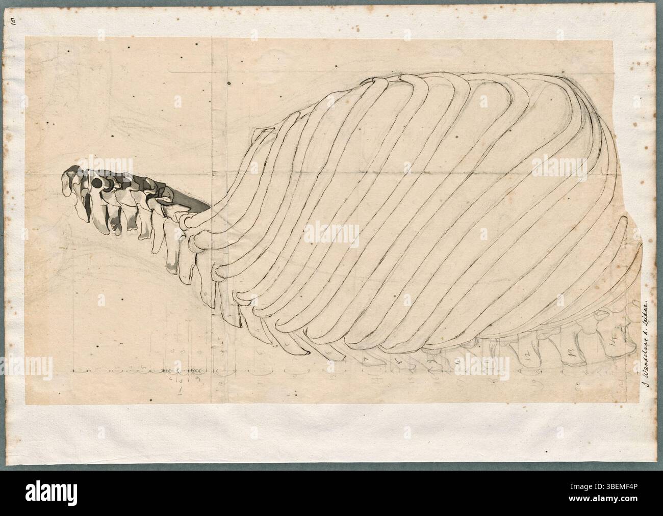 Anatomical drawing by Jan Wandelaar illustrating the bones of the neck ...