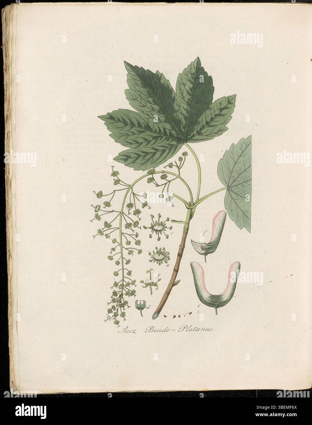 This botanical plate illustrates Acer Pseudo-Platanus, now known as ...