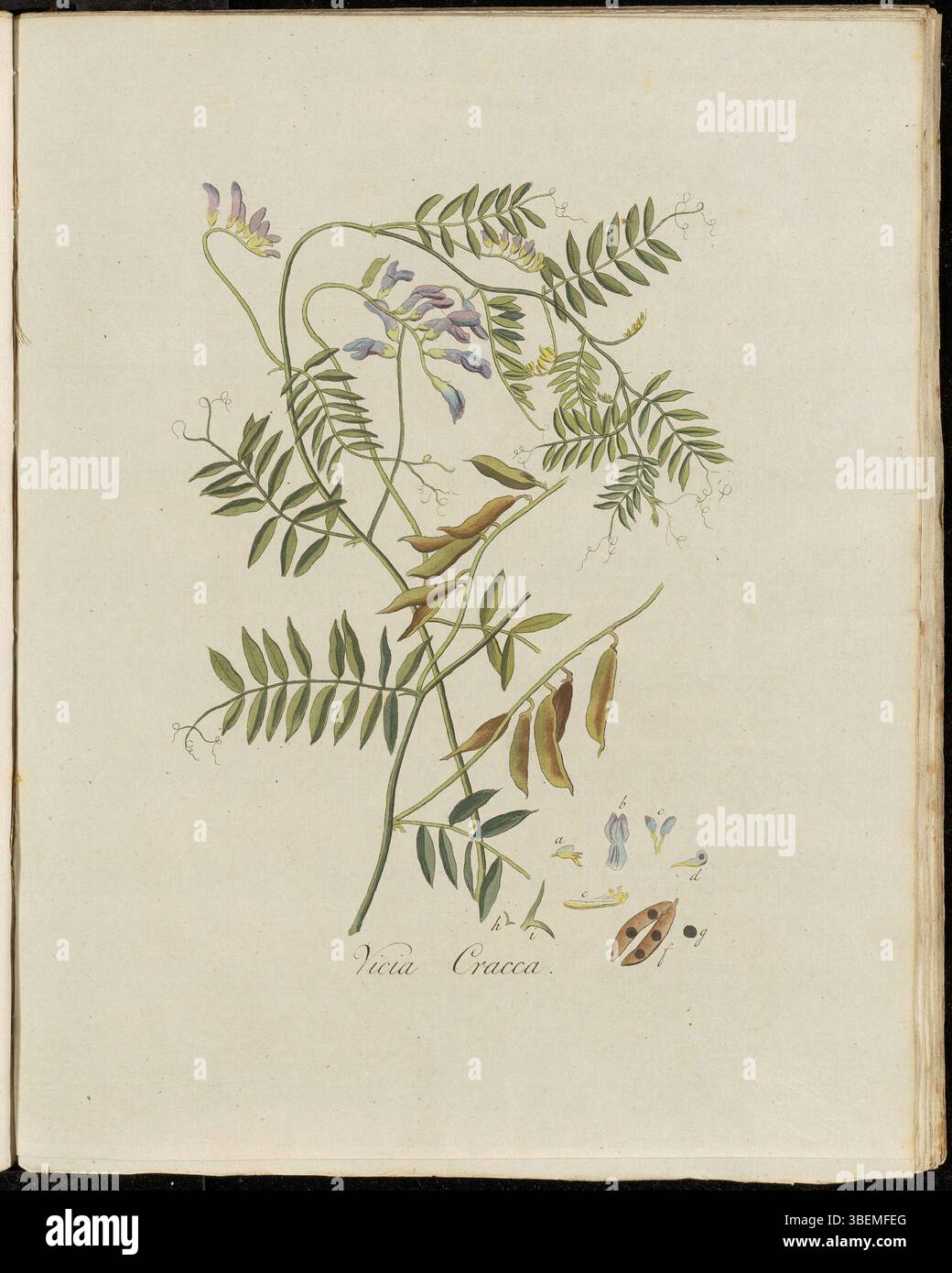 Vogel wikke hi-res stock photography and images - Alamy