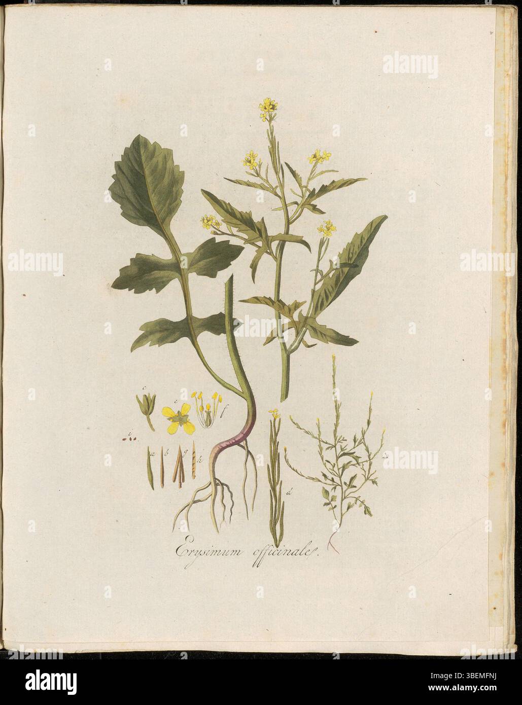 Erysimum officinale, now classified as Sisymbrium officinale, is a ...