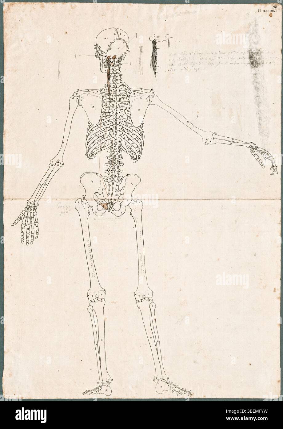 This etching by Jan Wandelaar, part of a series for Albinus' 'Tabulae ...