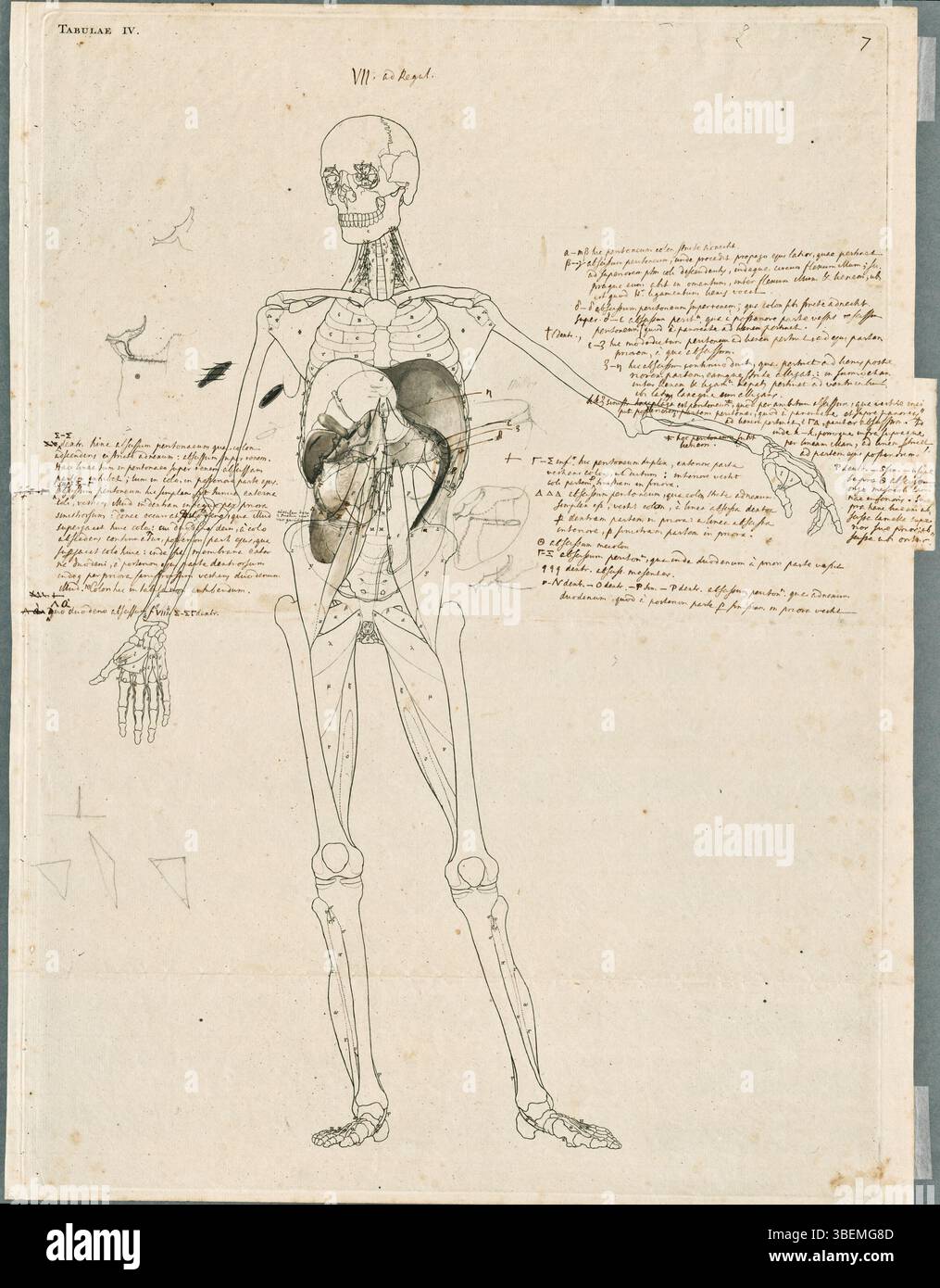 This etching by Jan Wandelaar depicts the intestines and liver within ...