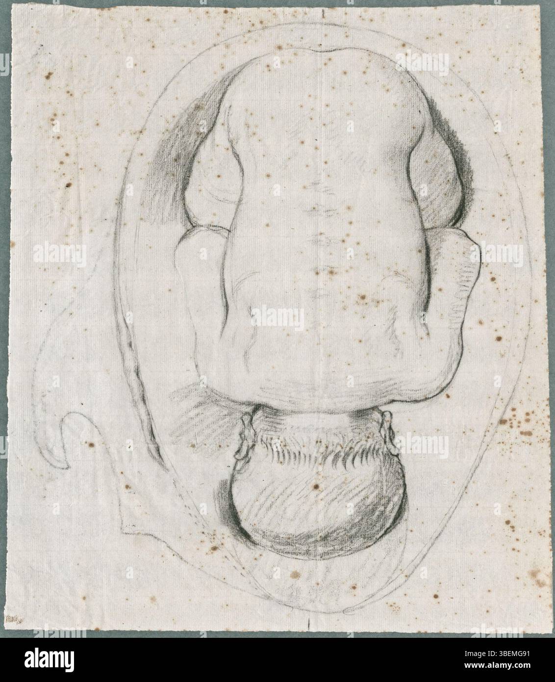 This drawing by Jan Wandelaar shows a full-grown fetus inside the womb ...