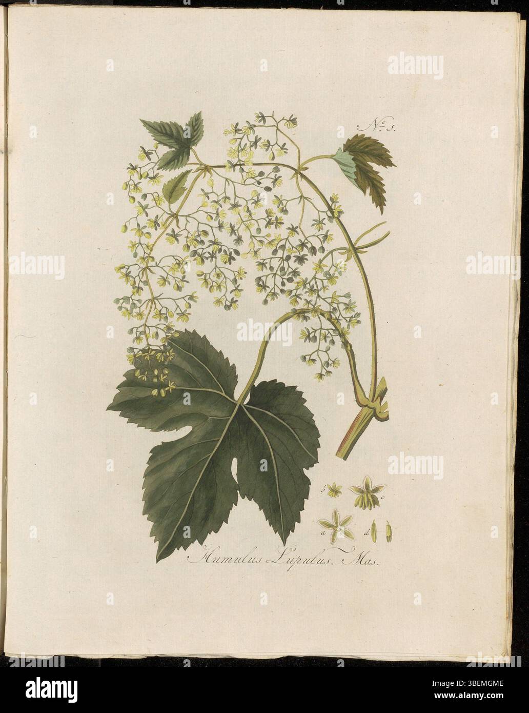 Plate 0089 from Flora Batava features the male version of the Humulus ...