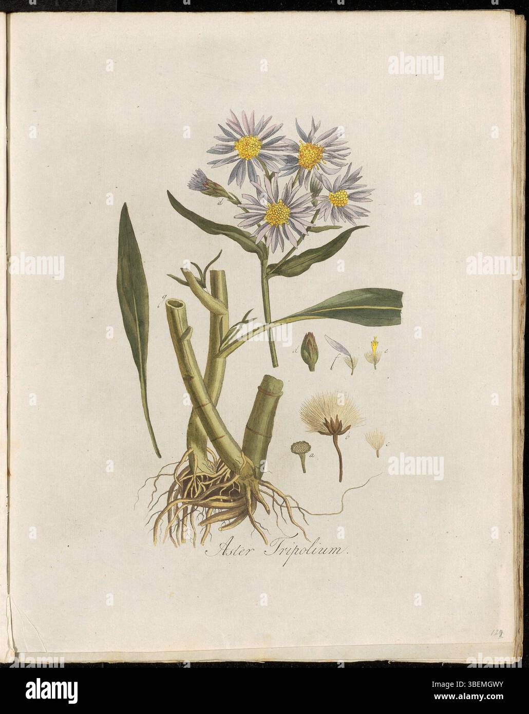 Aster tripolium, now Tripolium pannonicum, is depicted in this ...