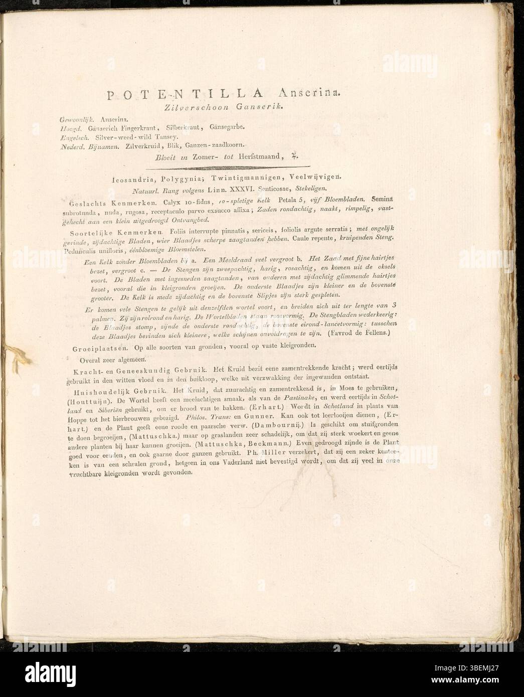 This 1822 botanical illustration of *Potentilla anserina*, known as the ...