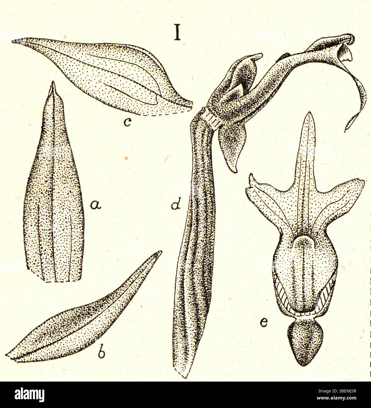 The illustration 'Peristylus tobensis' by Johannes Jacobus Smith ...