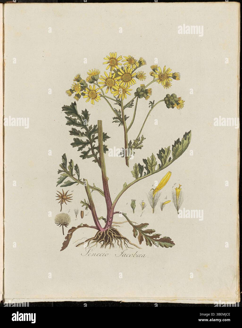 Plate 0169 from *Flora Batava* displays *Senecio jacobaea*, now ...