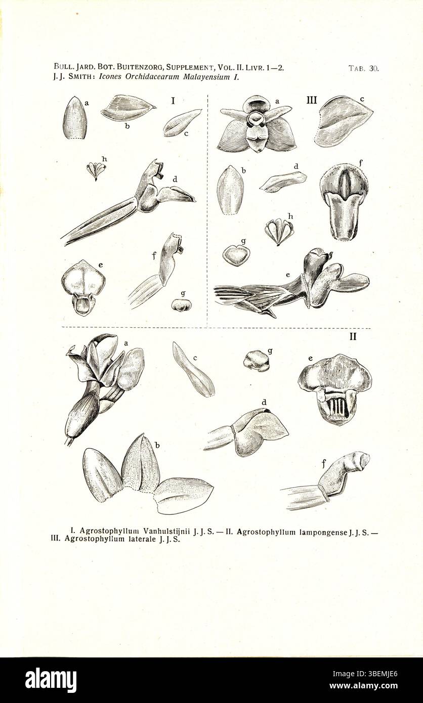 Johannes Jacobus Smith’s 'Icones Orchidacearum Malayensium' (1930 ...