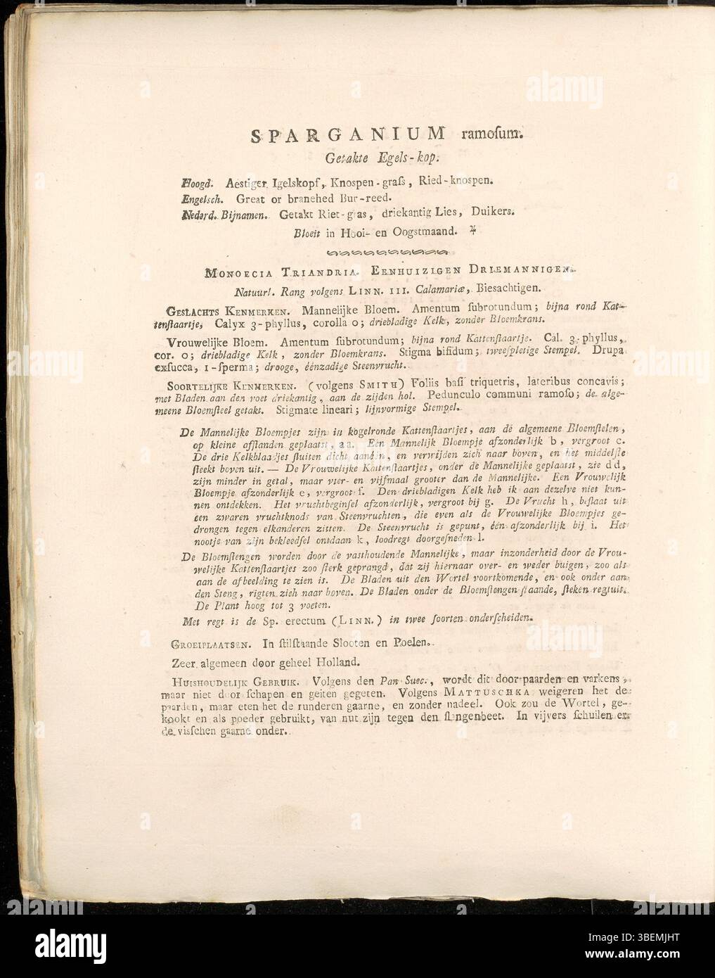 Jan Kops' 1814 illustration of Sparganium ramosum (modern Sparganium ...