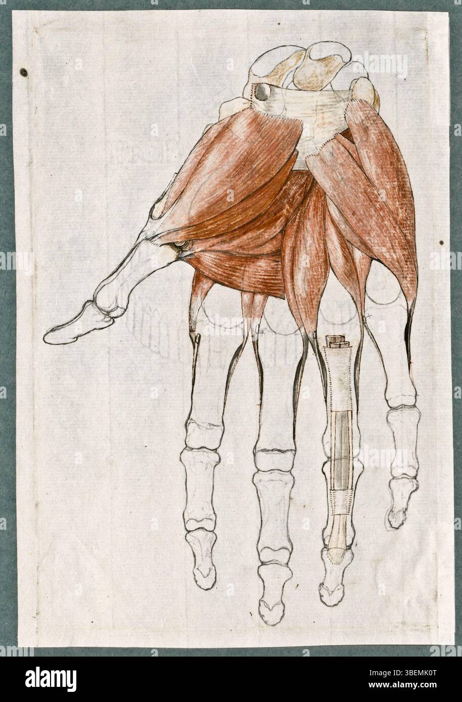 This preparatory drawing by Jan Wandelaar showcases the muscles of the ...