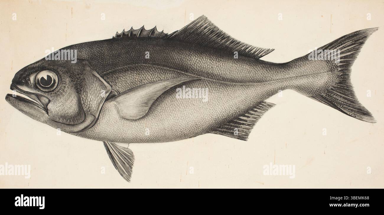 The drawing by L. T. Griffin depicts *Seriolella amplus* (now known as ...