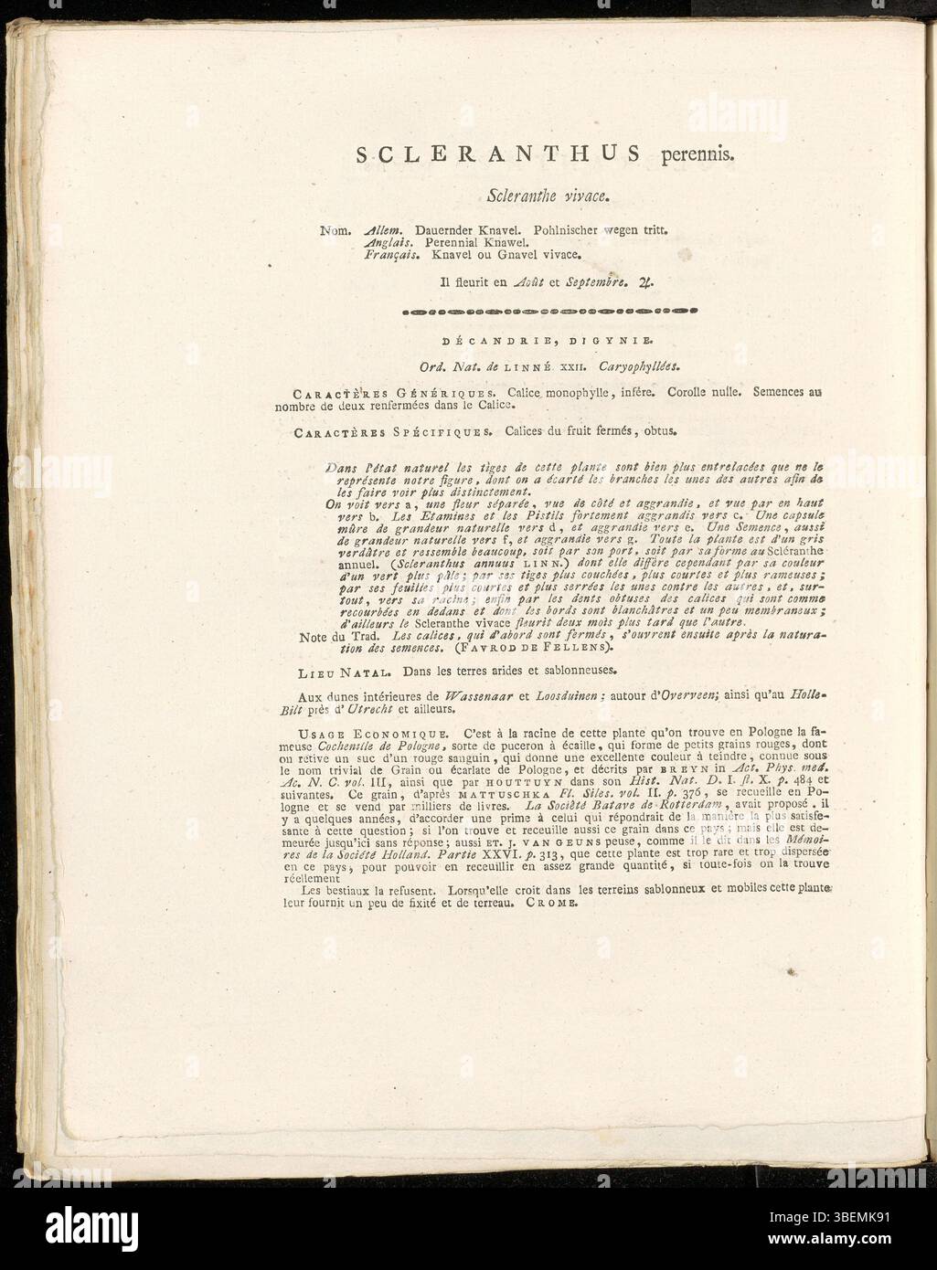 The botanical illustration of *Scleranthus perennis*, now classified as ...