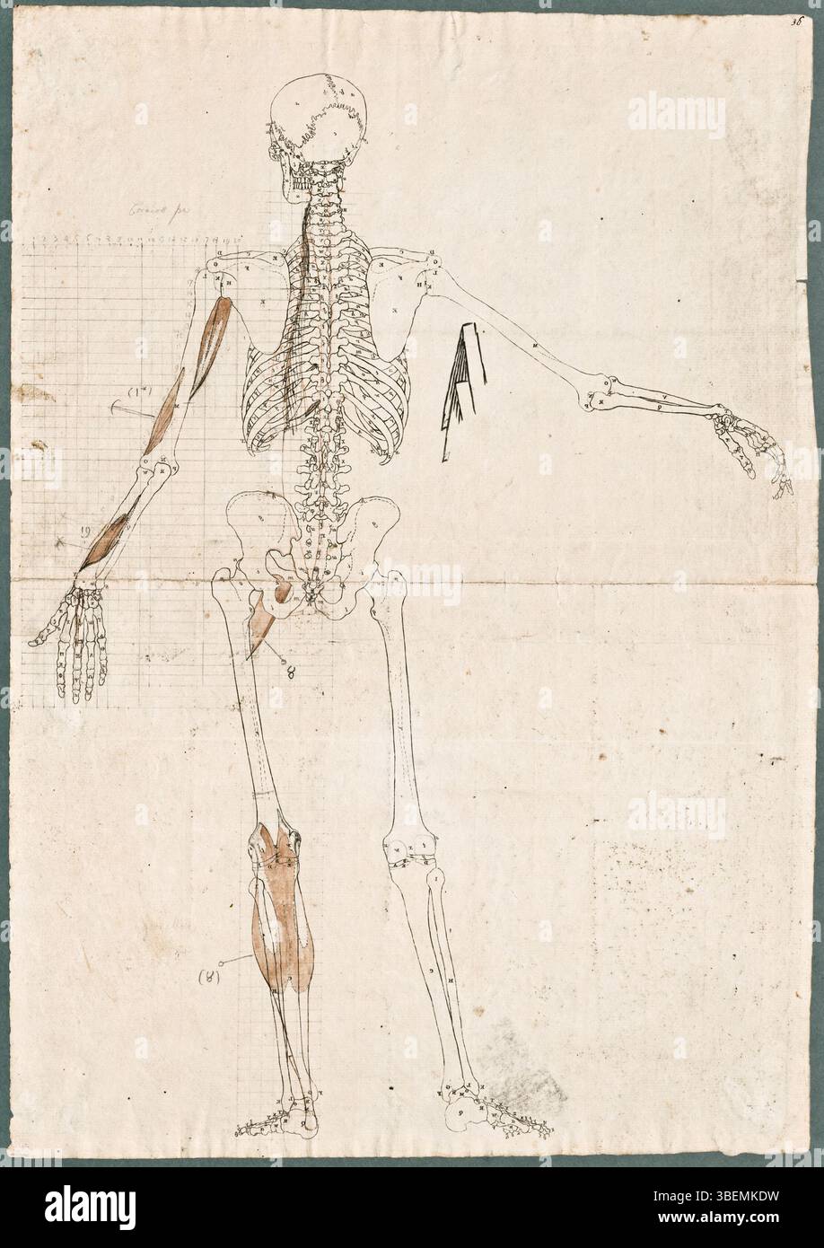 This drawing by Jan Wandelaar shows a human skeleton with added ...