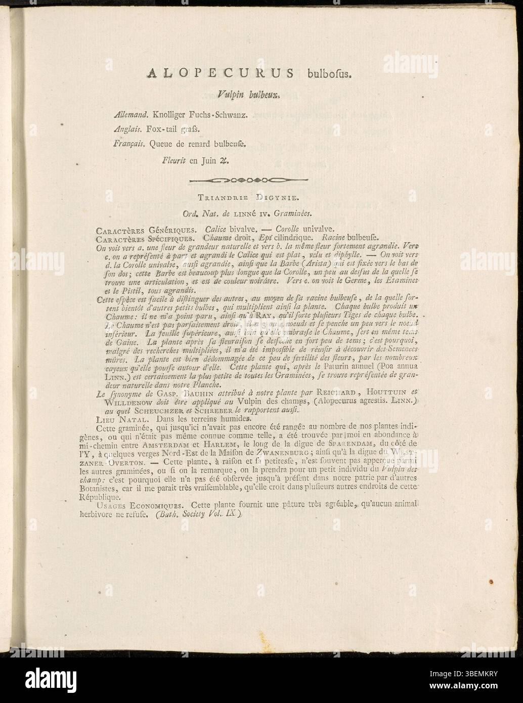 Alopecurus bulbosus, also known as bulbous foxtail, is depicted in Jan ...