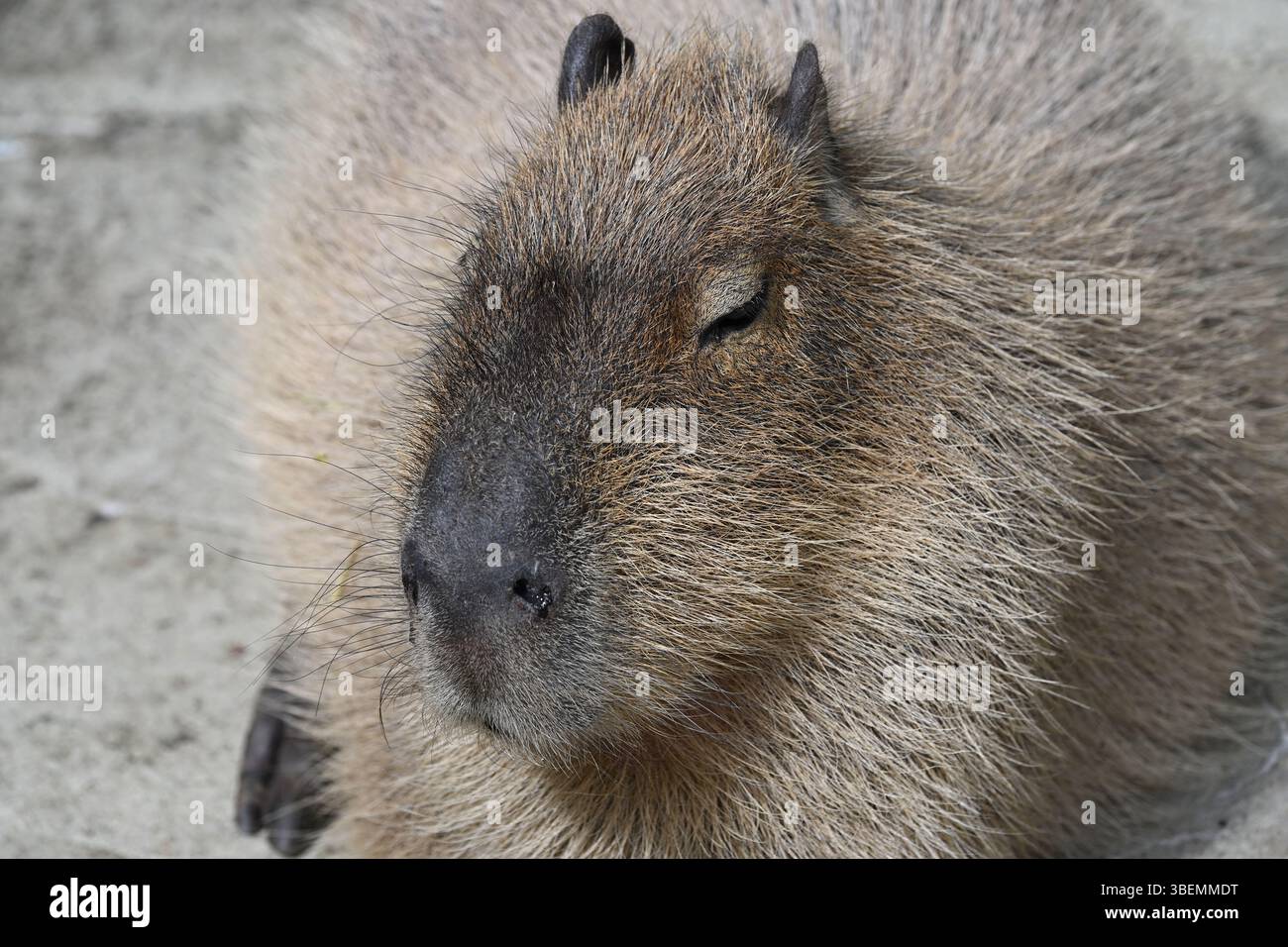 Capybara in the sun at London Zoo Stock Photo - Alamy