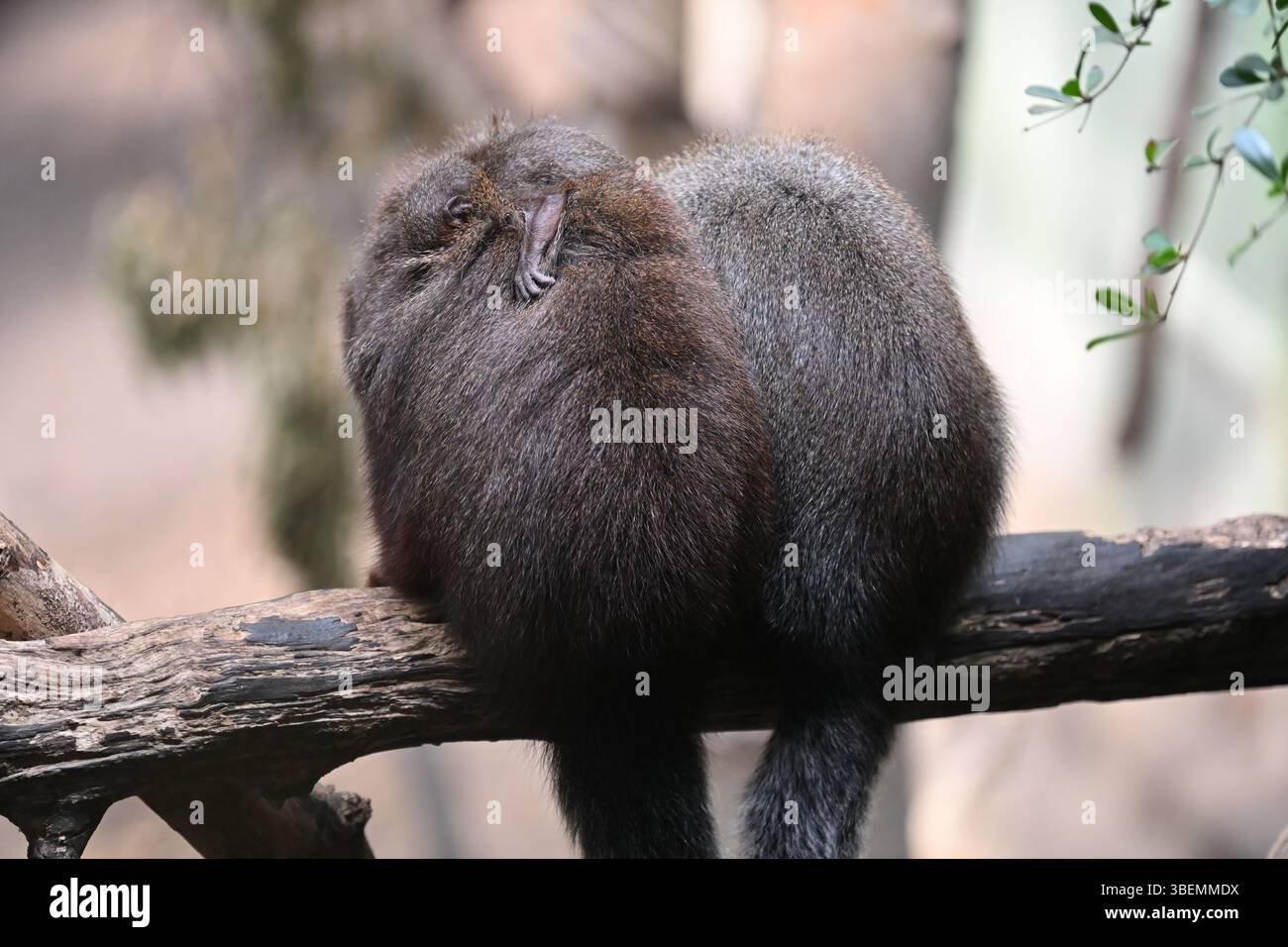 A 2 week old baby male Red Titi monkey and it's parents Stock Photo - Alamy