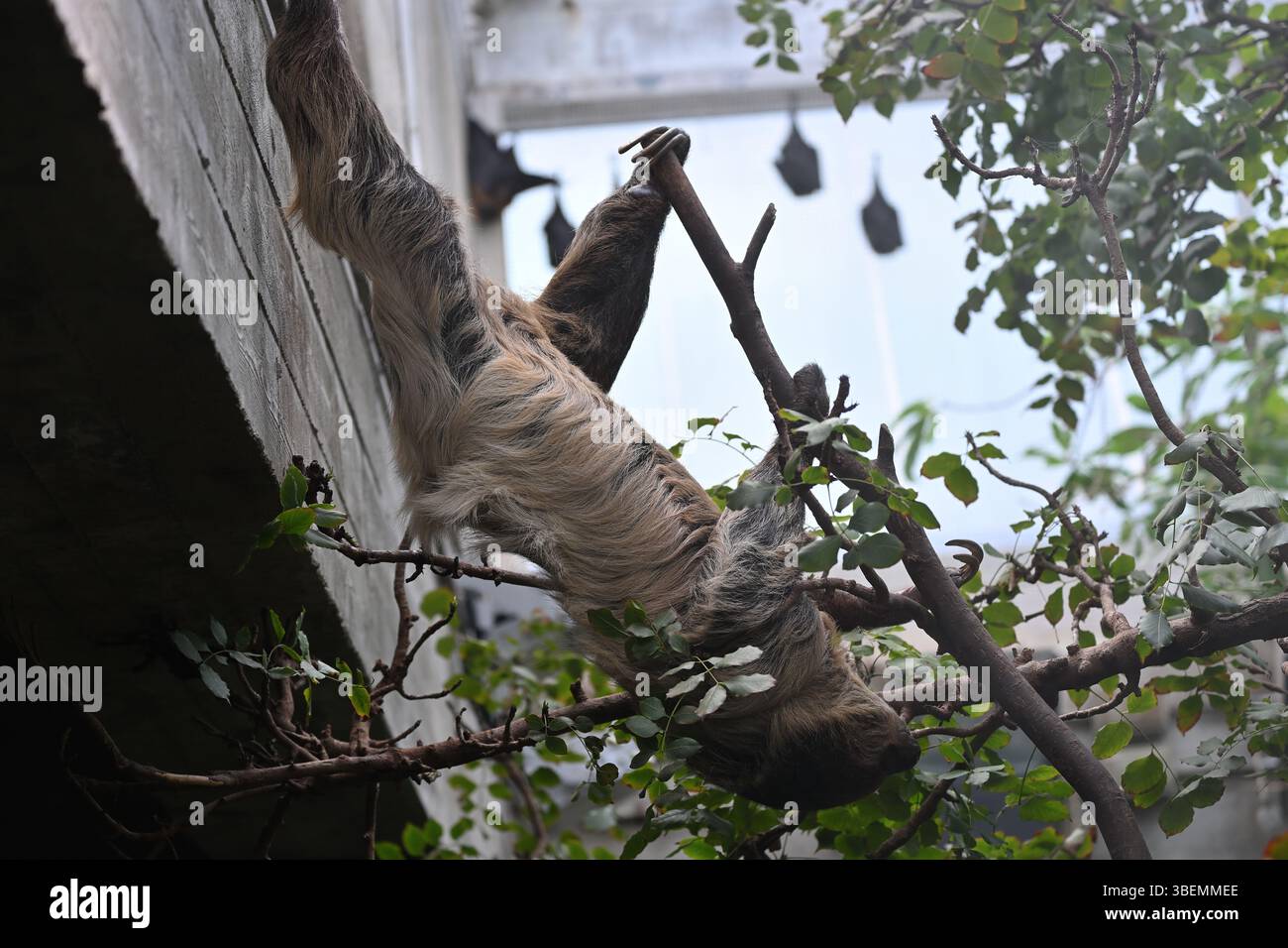 Linnes two toed sloth hi-res stock photography and images - Alamy