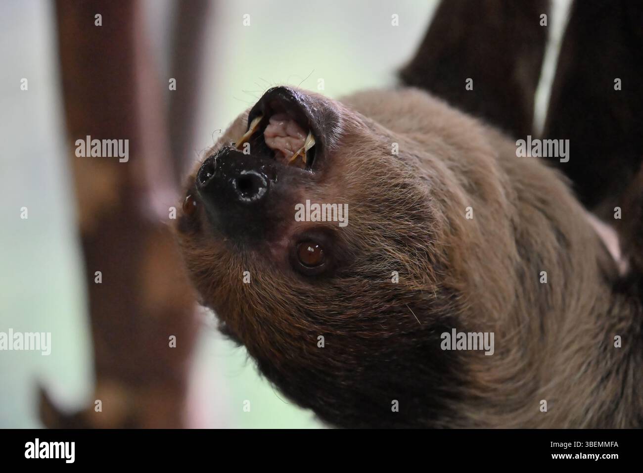 Sloth animal open mouth hi-res stock photography and images - Alamy