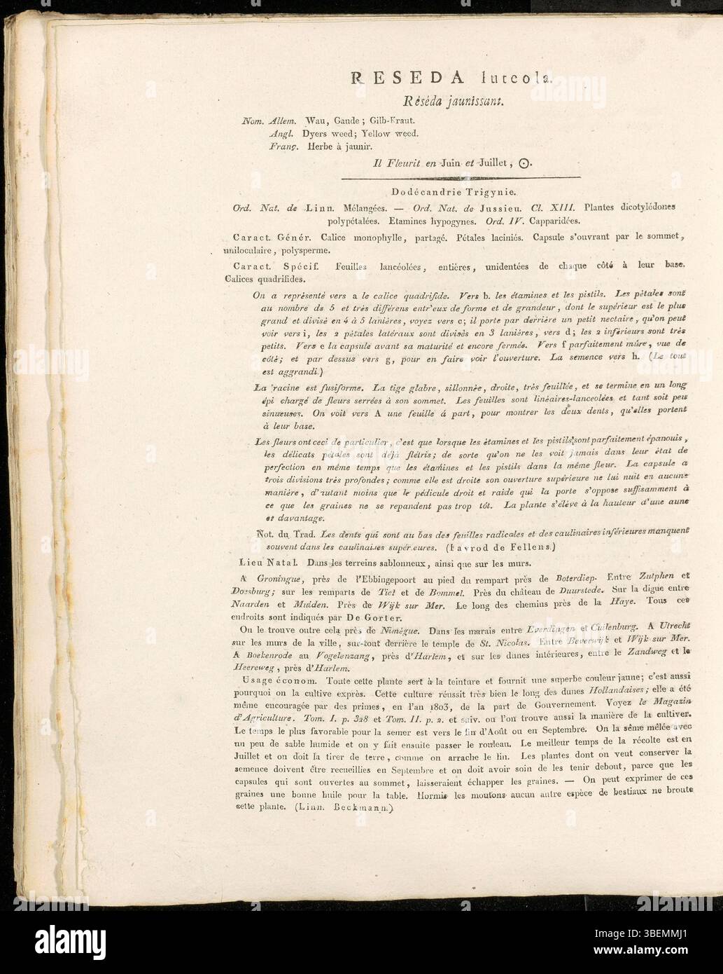 Reseda luteola, or weld, is a plant illustrated in Flora Batava by Jan ...