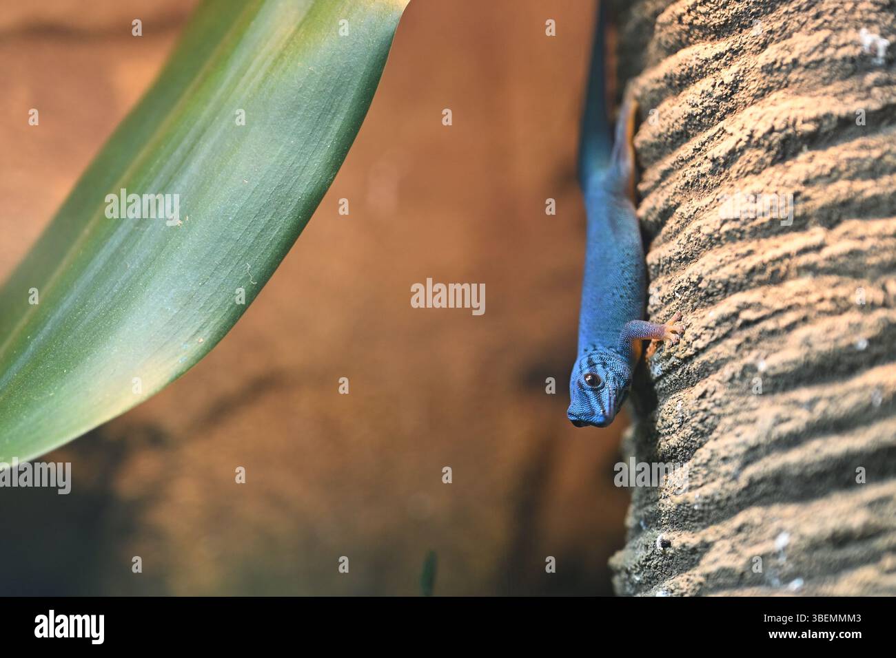 A turquoise dwarf gecko at London Zoo Stock Photo - Alamy
