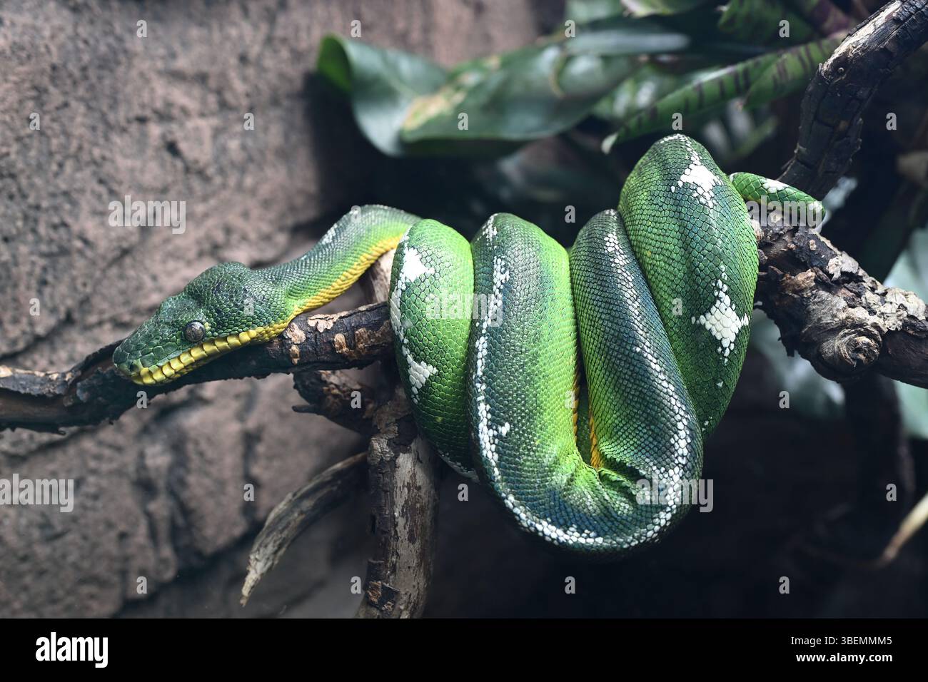 Corallus caninus emerald tree boa hi-res stock photography and images ...