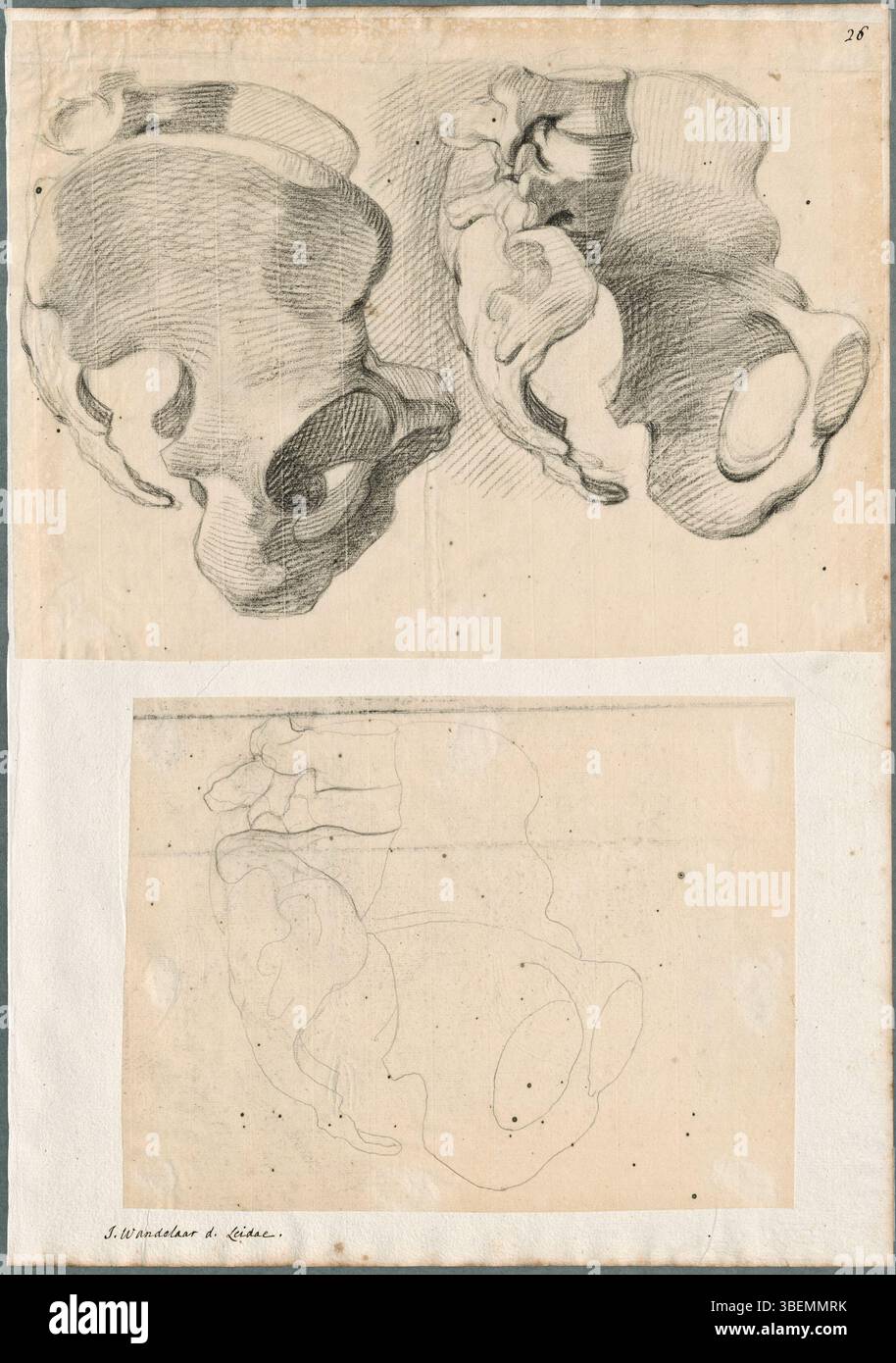 This anatomical drawing by Jan Wandelaar shows the bones of the pelvis ...