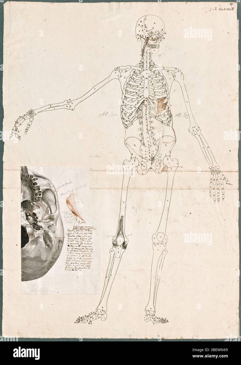 This anatomical drawing by Jan Wandelaar showcases a human skeleton ...