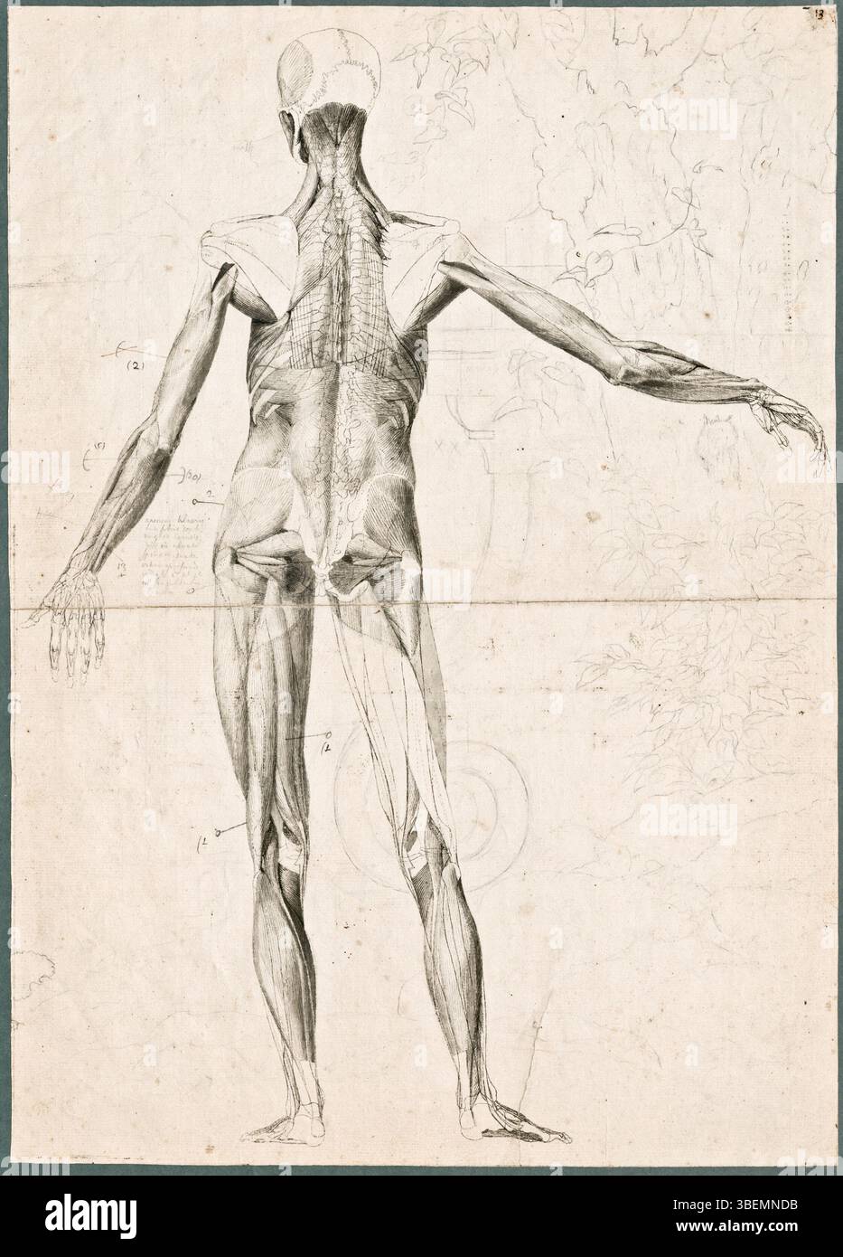 18th-century anatomical drawing depicting the second layer of human ...