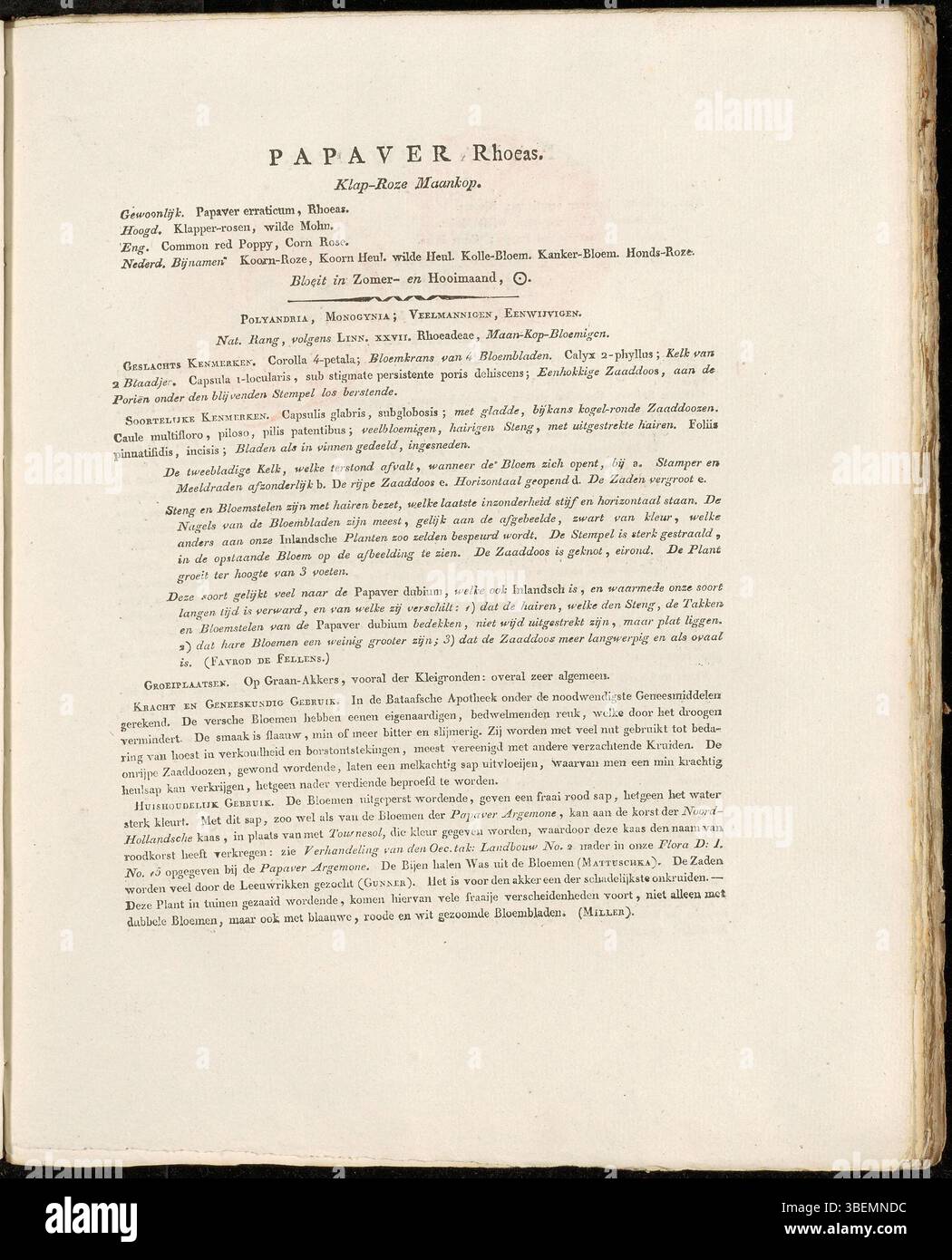 Papaver rhoeas, commonly known as the red poppy, is depicted in this ...