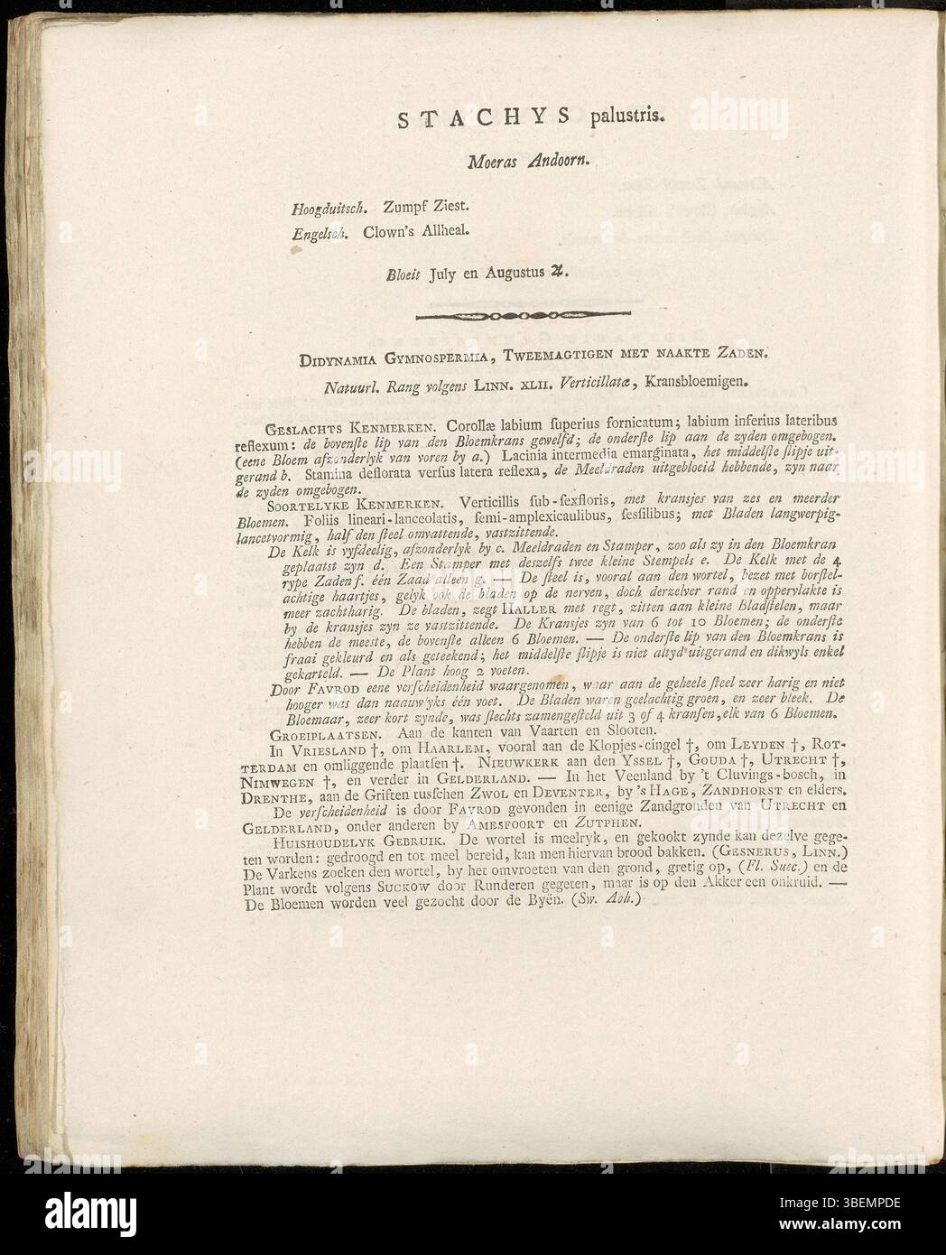 Dutch botanical description of Stachys palustris (Marsh Woundwort) from ...
