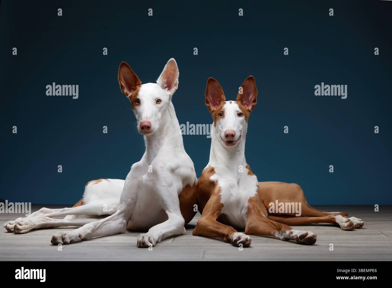 A pair of Ibizan Hounds lounges on the floor, their long legs stretched ...