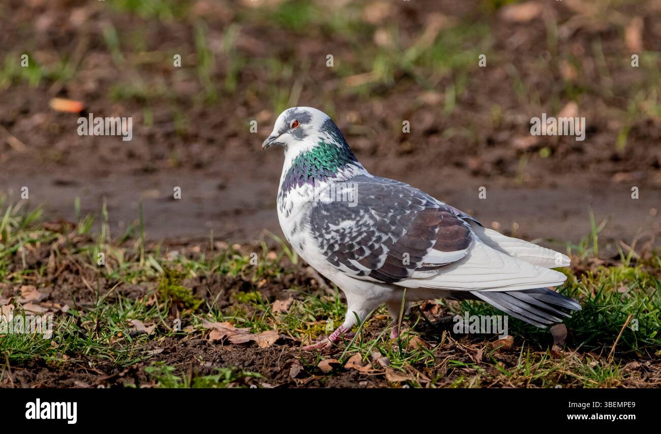 A gentle pigeon resting peacefully, symbolizing peace and serenity ...
