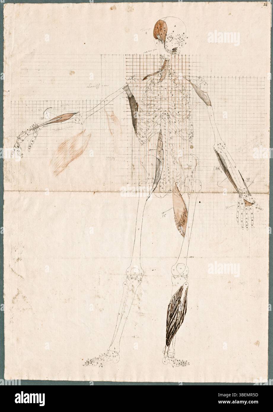 This preparatory drawing by Jan Wandelaar illustrates the human ...