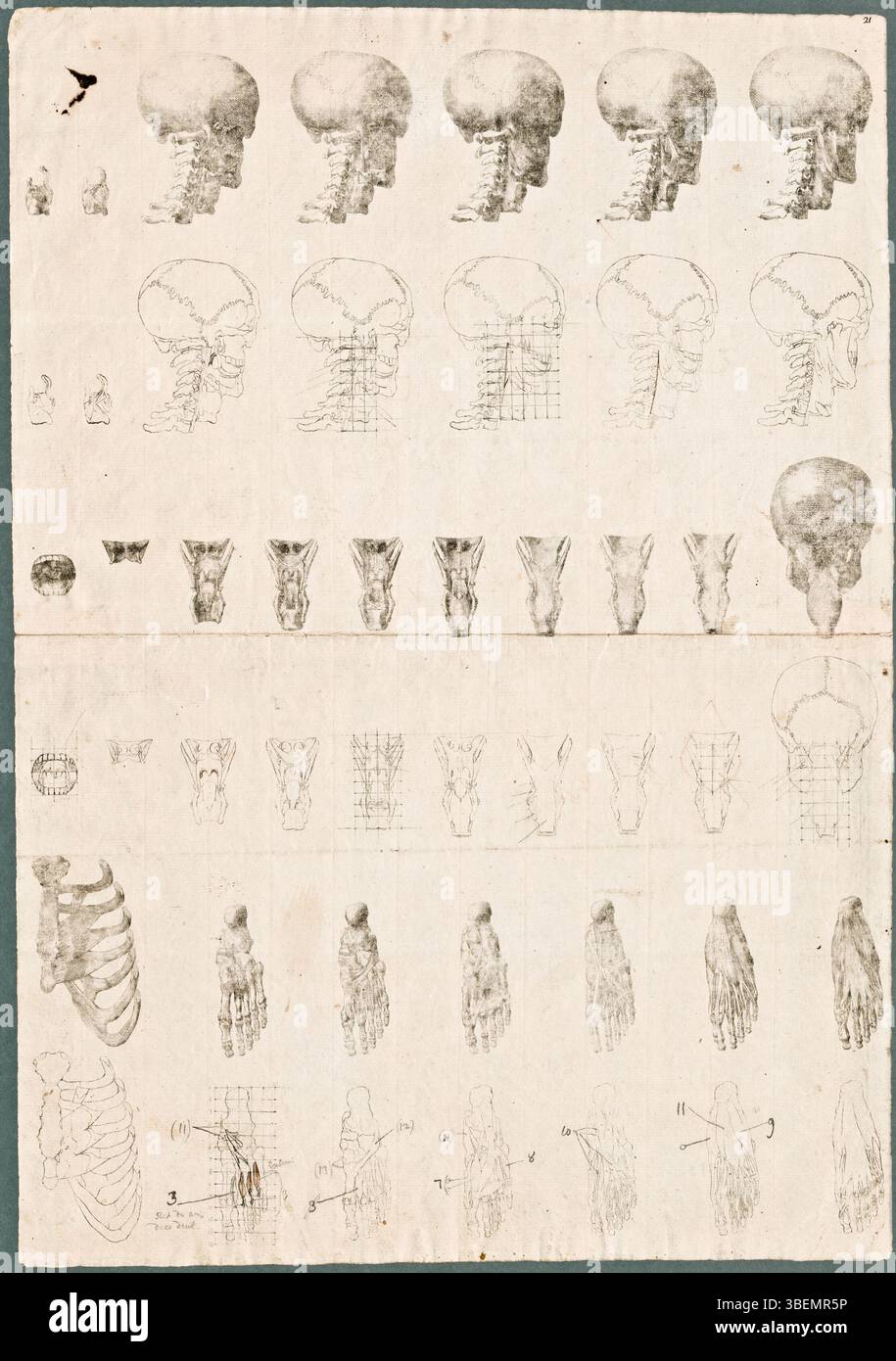 This preparatory drawing by Jan Wandelaar showcases the muscles of the ...