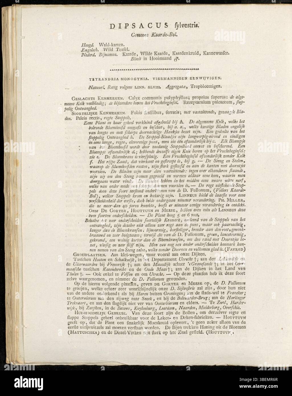 Jan Kops’ botanical illustration from Flora Batava, Plate 0187 ...