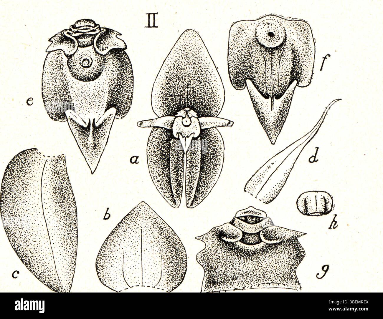 This botanical illustration by Johannes Jacobus Smith, published in ...